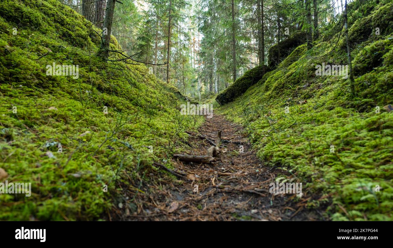 Tourist trail in the beautiful forests of Latvia. A path between two ...