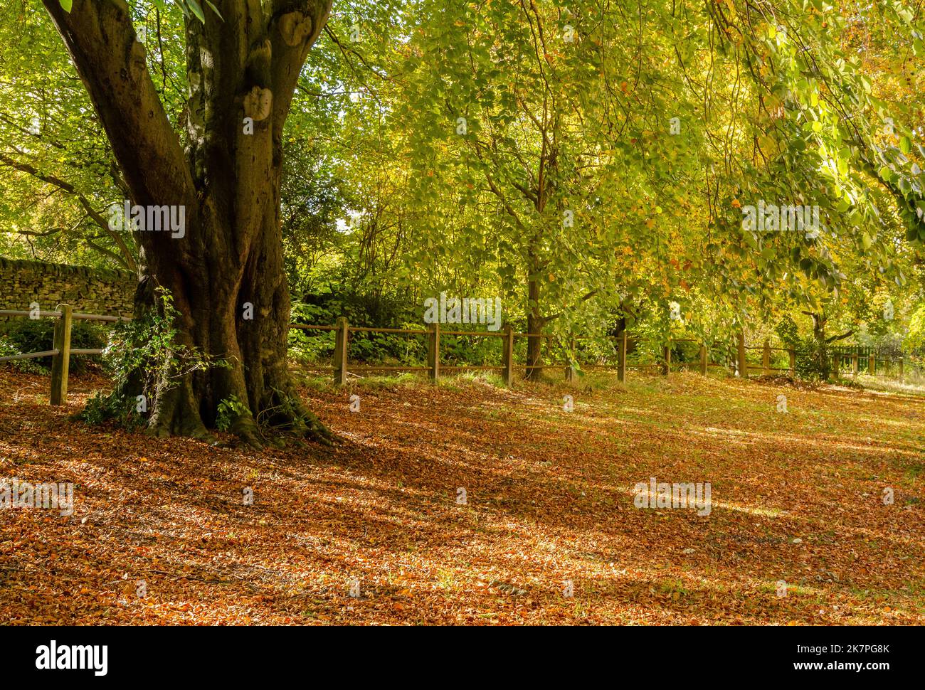 An autumnal scene in Saltaire, Yorkshire. The trees are starting to ...