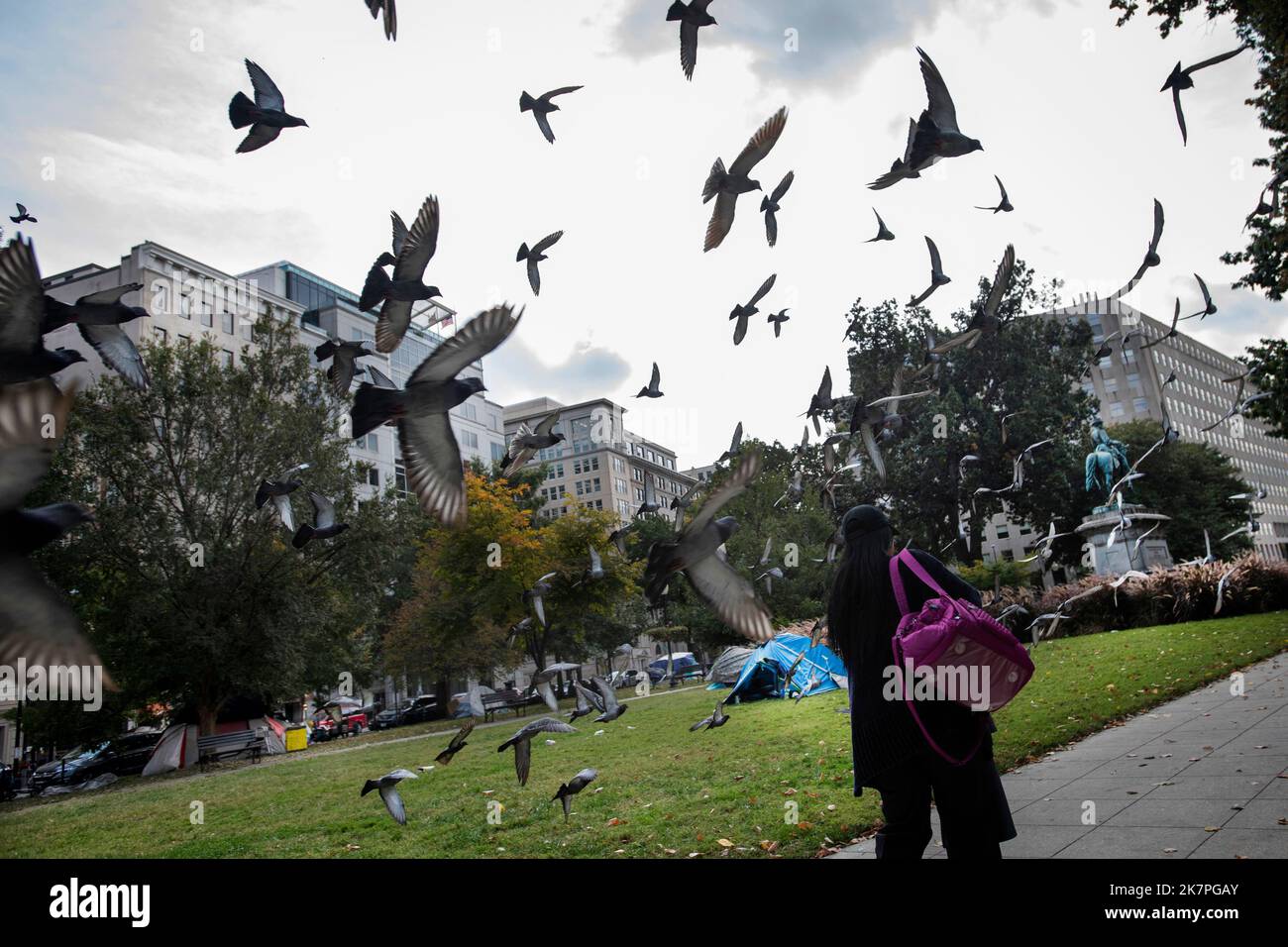 Homeless pigeons hi-res stock photography and images - Alamy