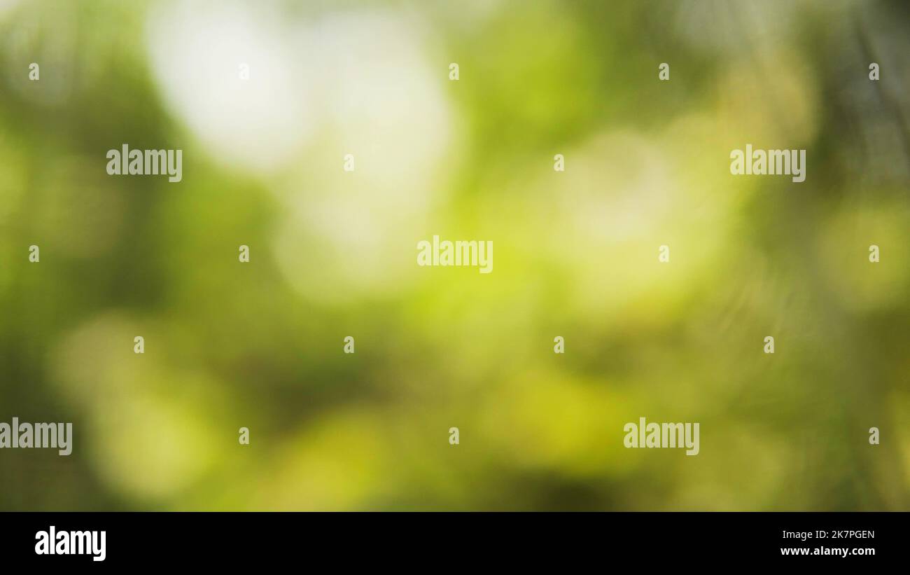 Abstract green nature background, defocused shiny leaves, relaxing ...