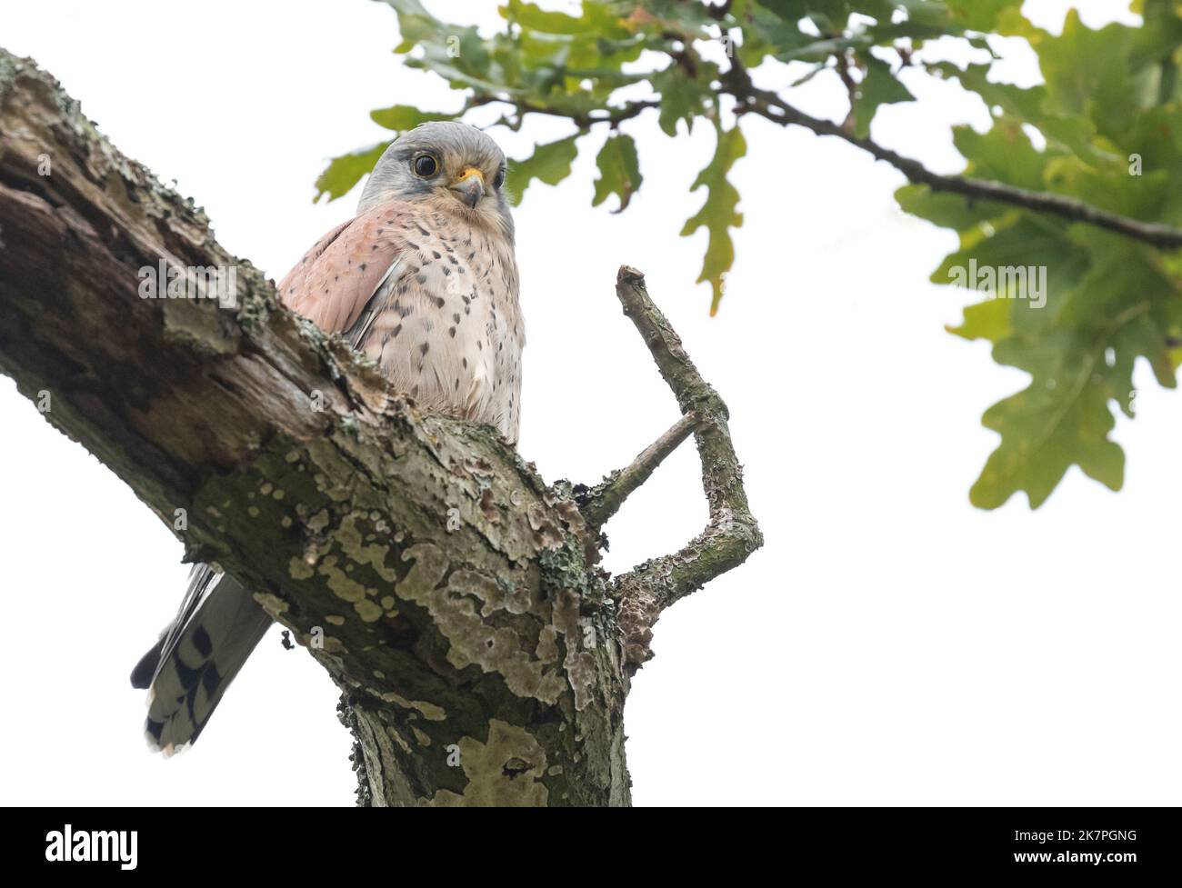 A male kestrel uk (Falco tinnunculus) in an oak tree in Yorkshire ...