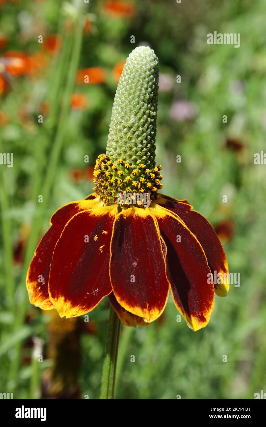 Flower of Mexican Hat (Ratibida columnifera f. pulcherrima Stock Photo ...