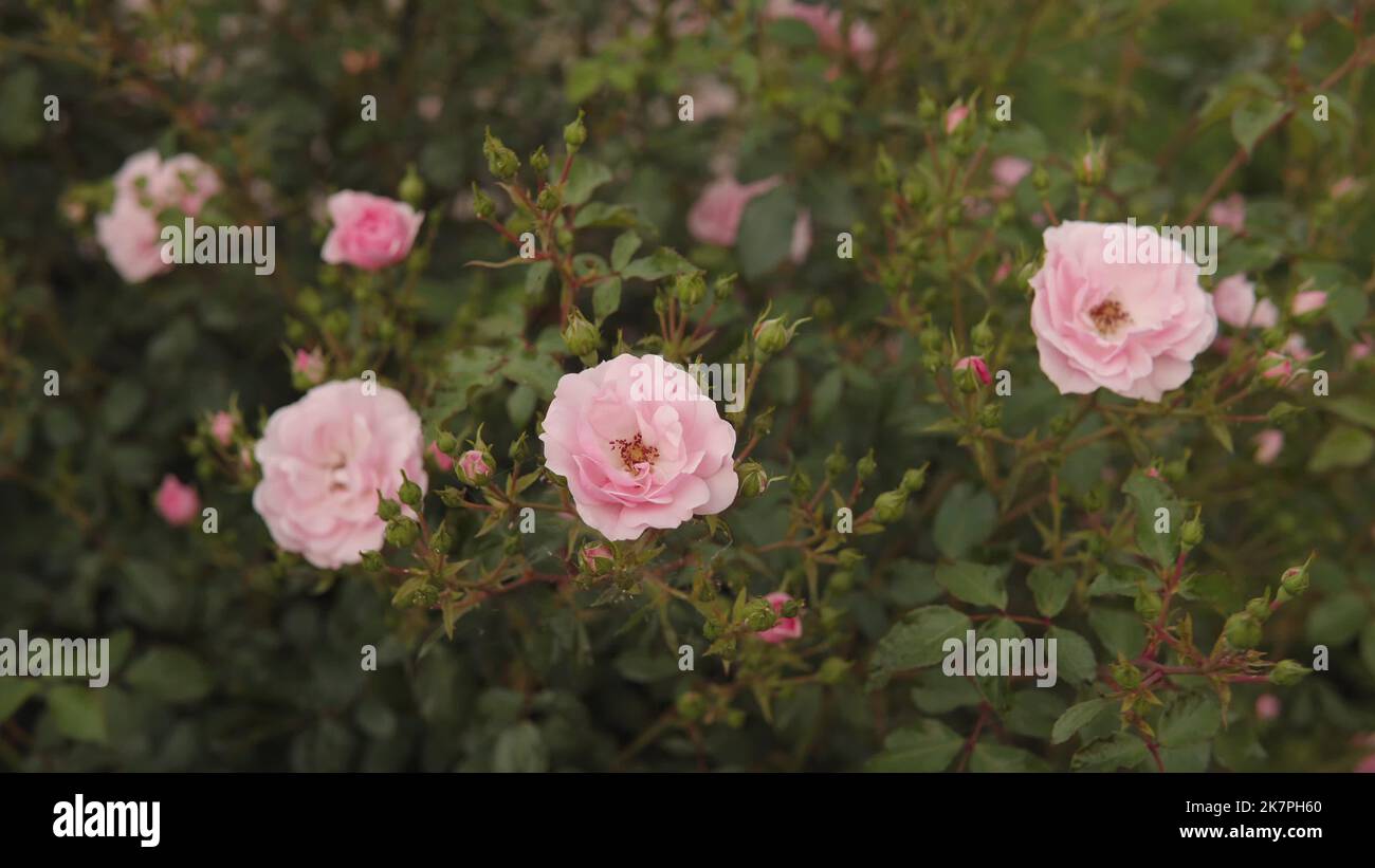 Inflorescence of pink roses on a bush in the city. Nature background ...