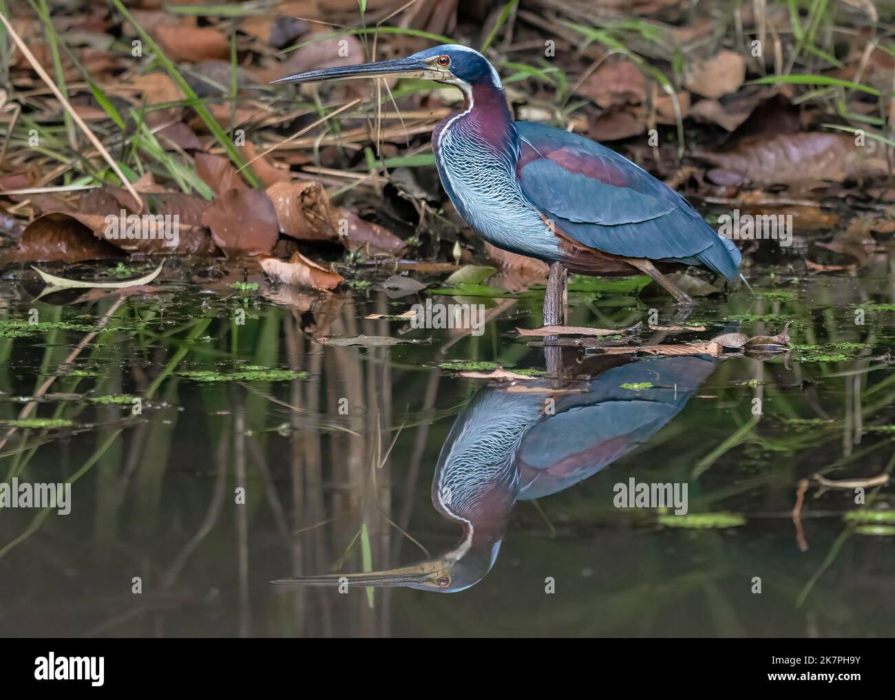 Agami heron reflection Stock Photo - Alamy