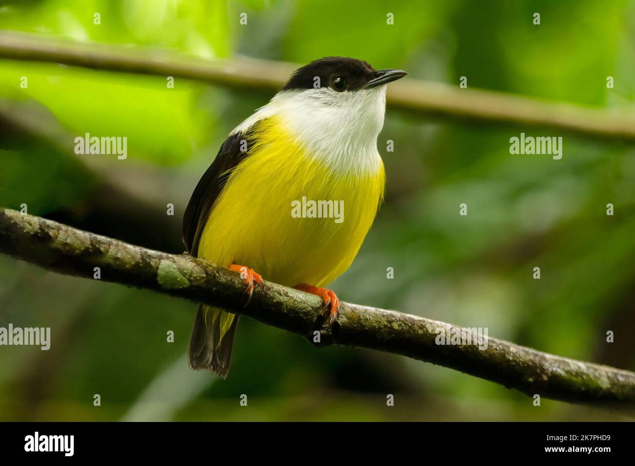White-collared manakin in Costa Rica Stock Photo - Alamy