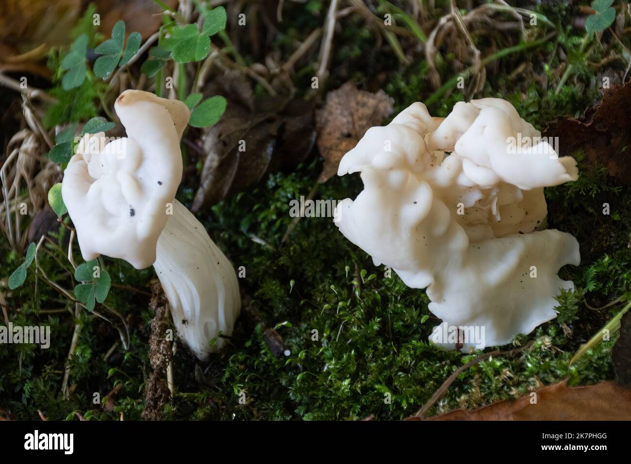 Helvella crispa, white saddle fungi, a mushroom with an irregular ...