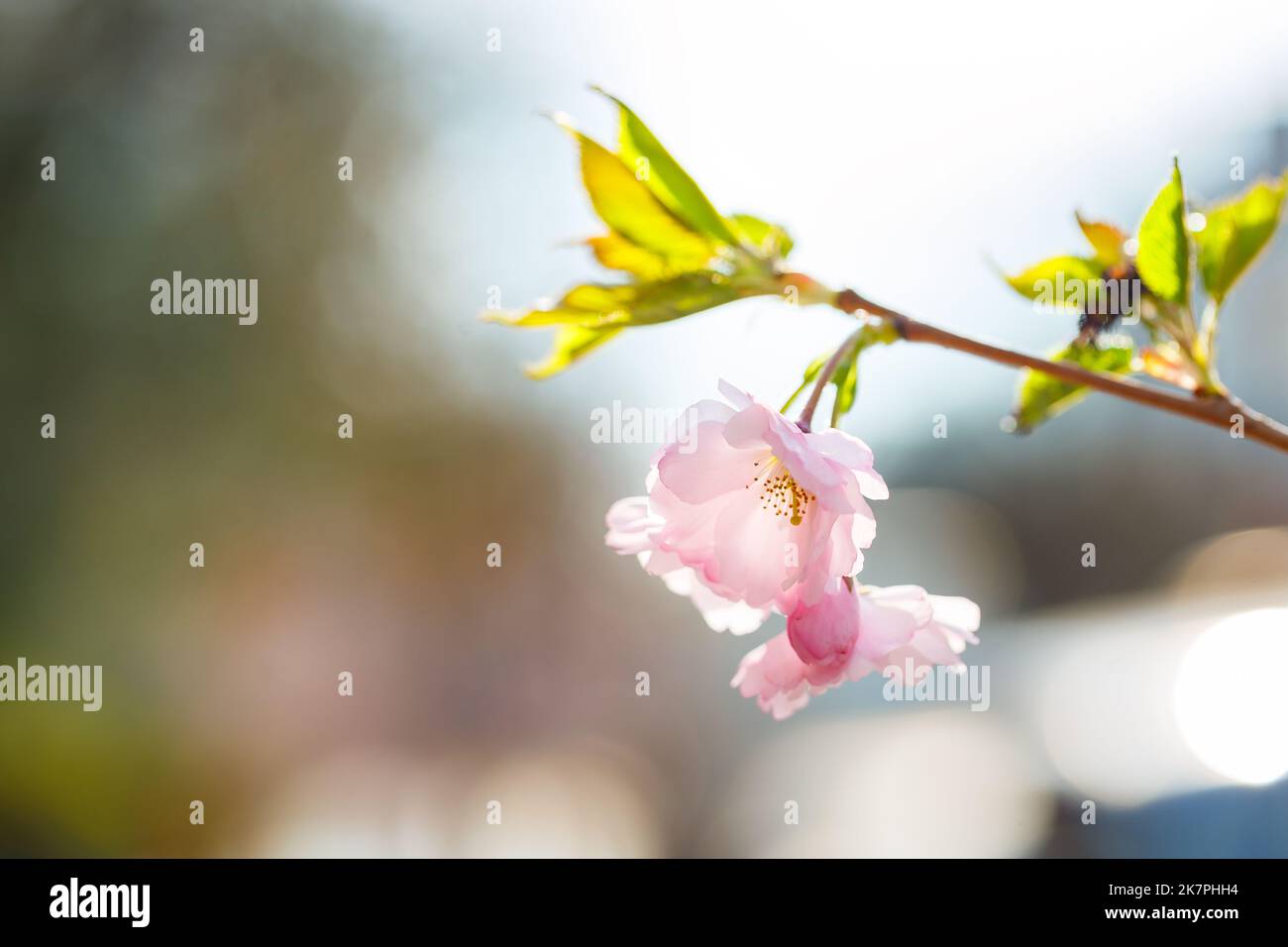 Sakura street. View of the sakura tree in full bloom on the street ...