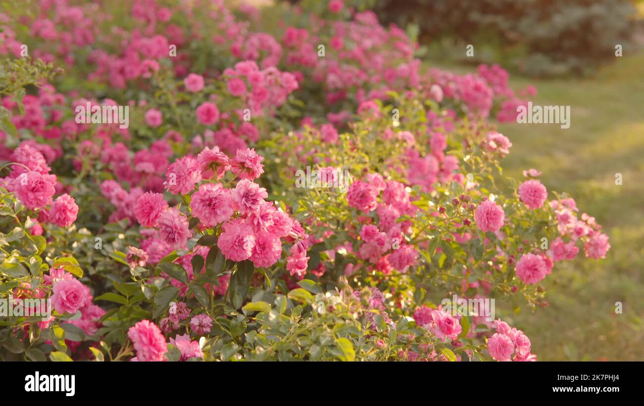 Beautiful pink roses in the city. Nature background, large ...