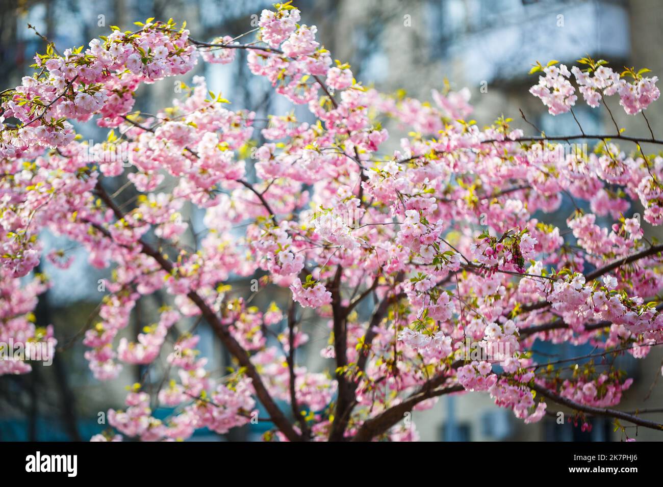 Sakura street. View of the sakura tree in full bloom on the street ...