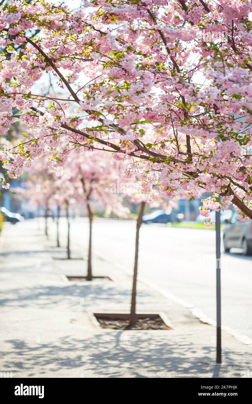 Sakura street. View of the sakura tree in full bloom on the street ...
