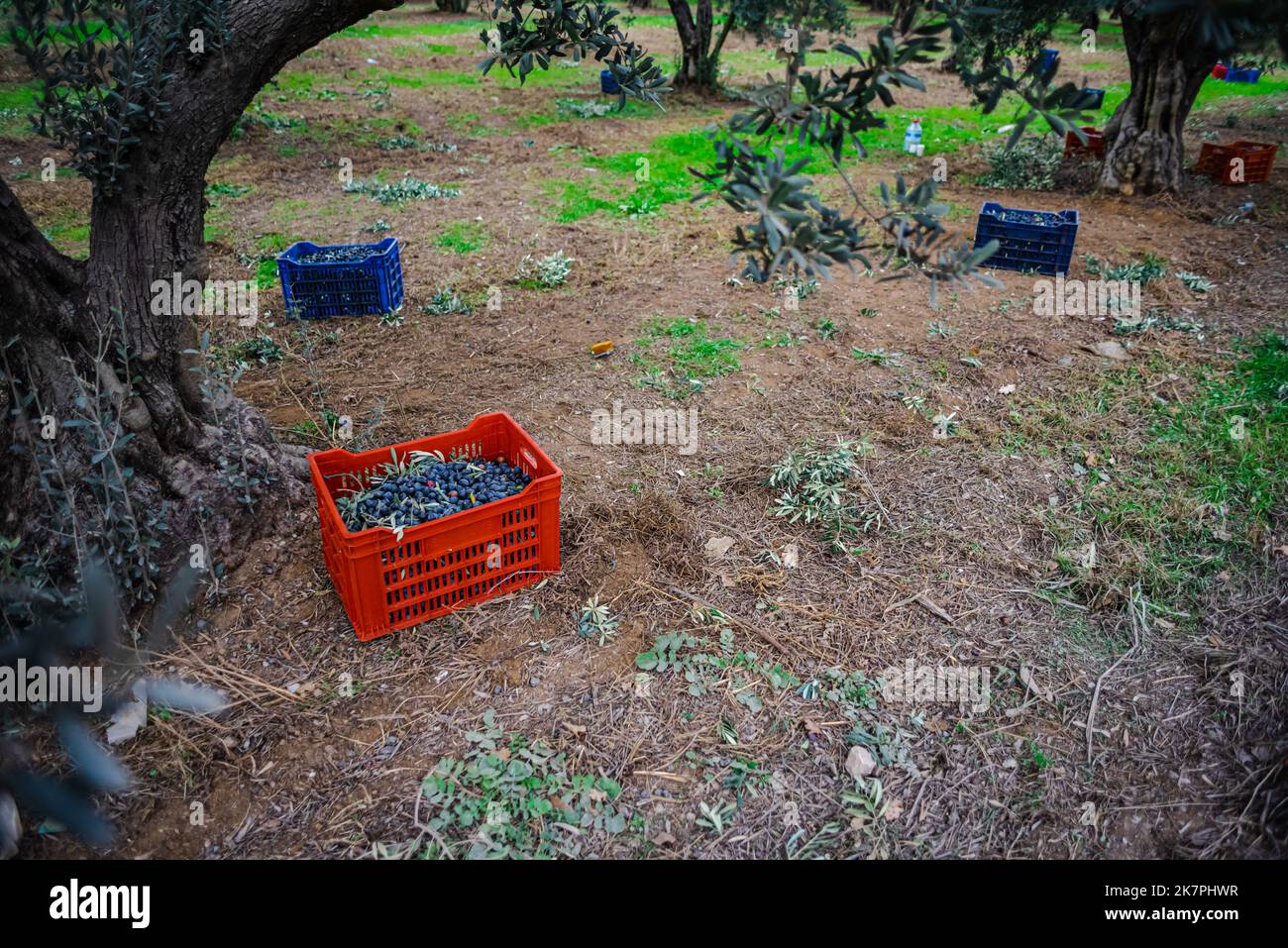 The olives were picked and their transport boxes were placed. olive ...