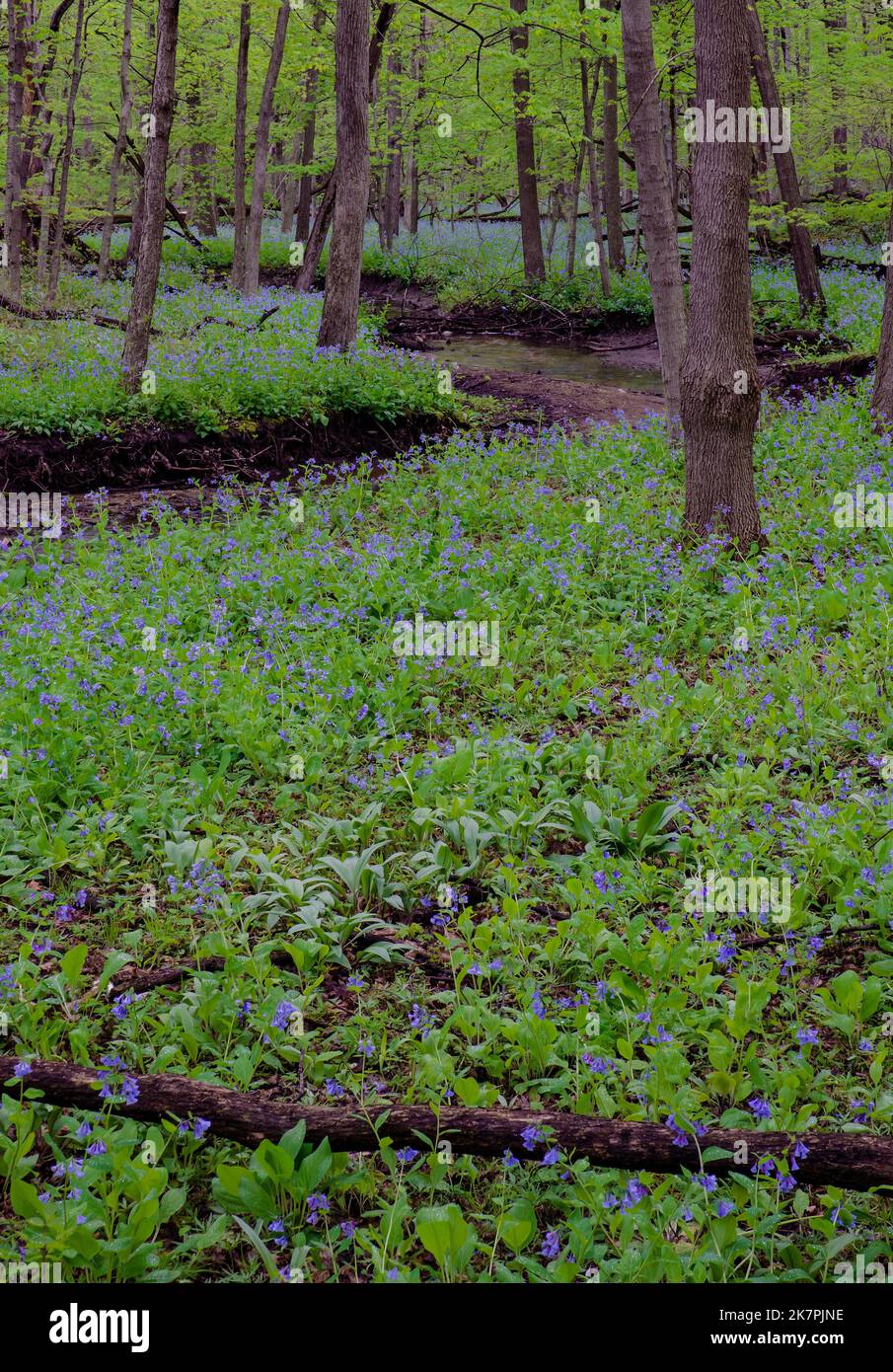 Lily cache hi-res stock photography and images - Alamy