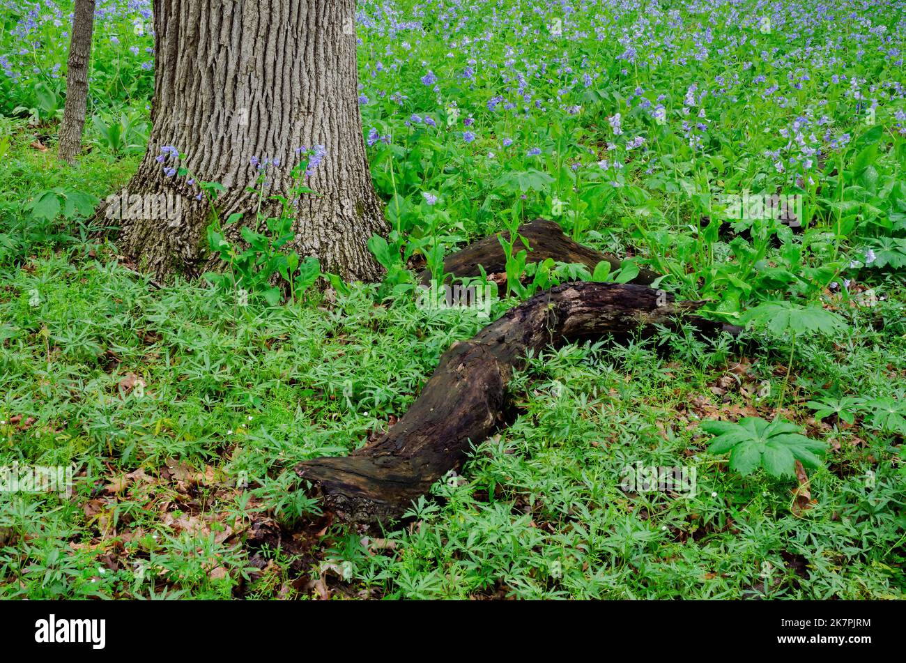 Bluebells (Mertensia virginica) and Cutleaf Toothwort fill the forest ...