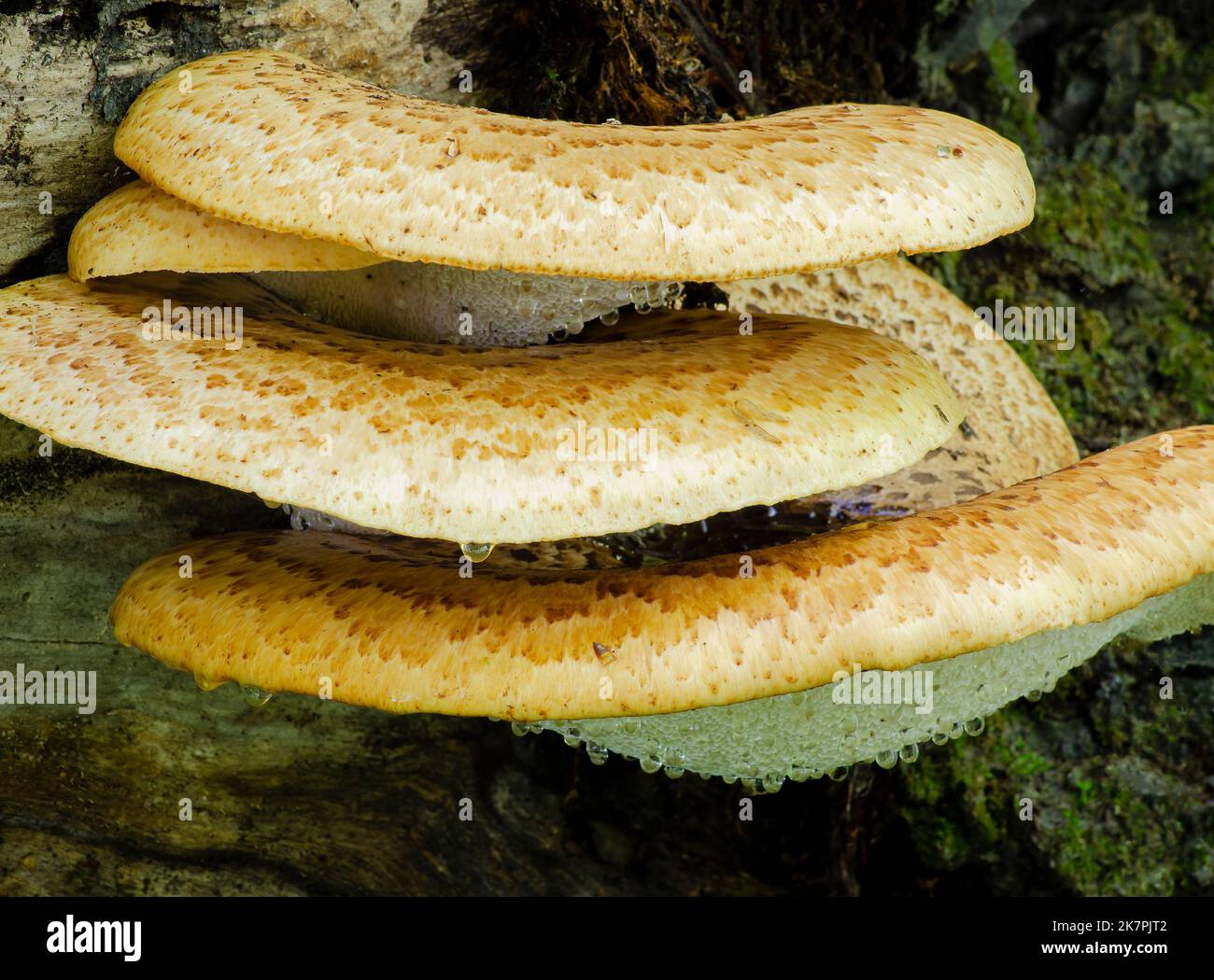 644-27 Dryad's Saddle shelf fungi grows on dead trees and fallen logs ...