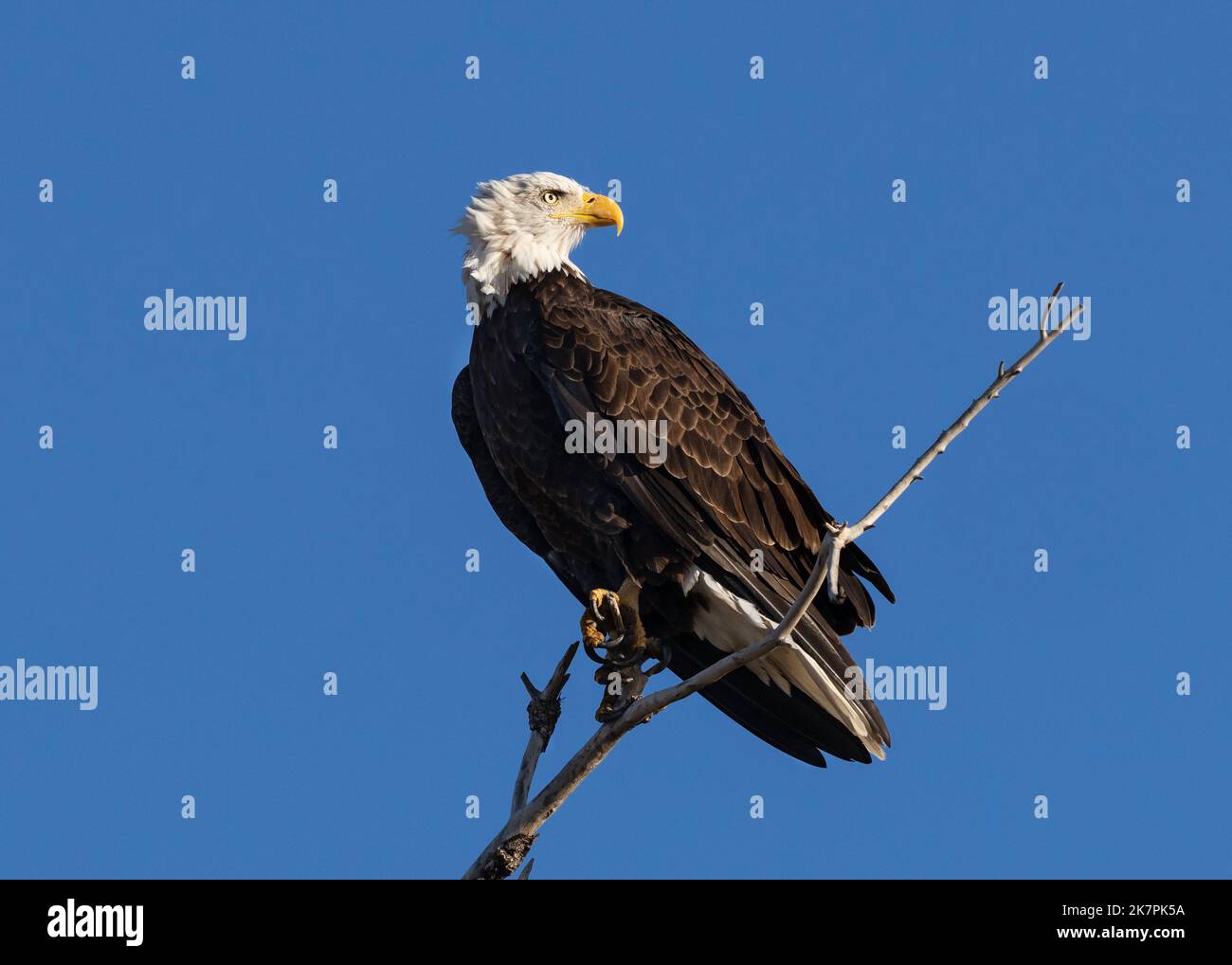 American bald eagle turns head hi-res stock photography and images - Alamy