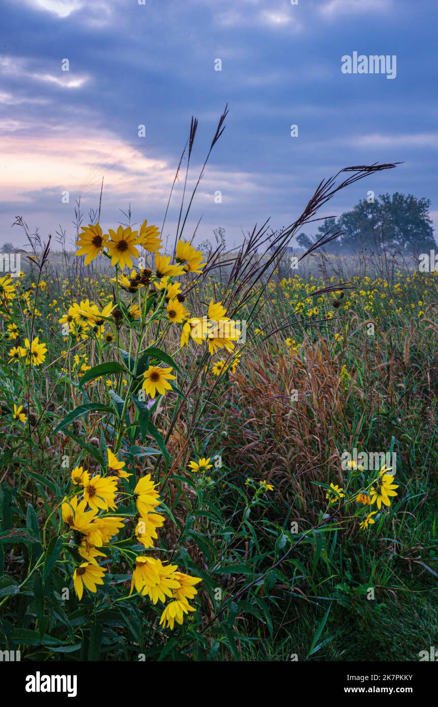 Goose lake prairie state park hi-res stock photography and images - Alamy