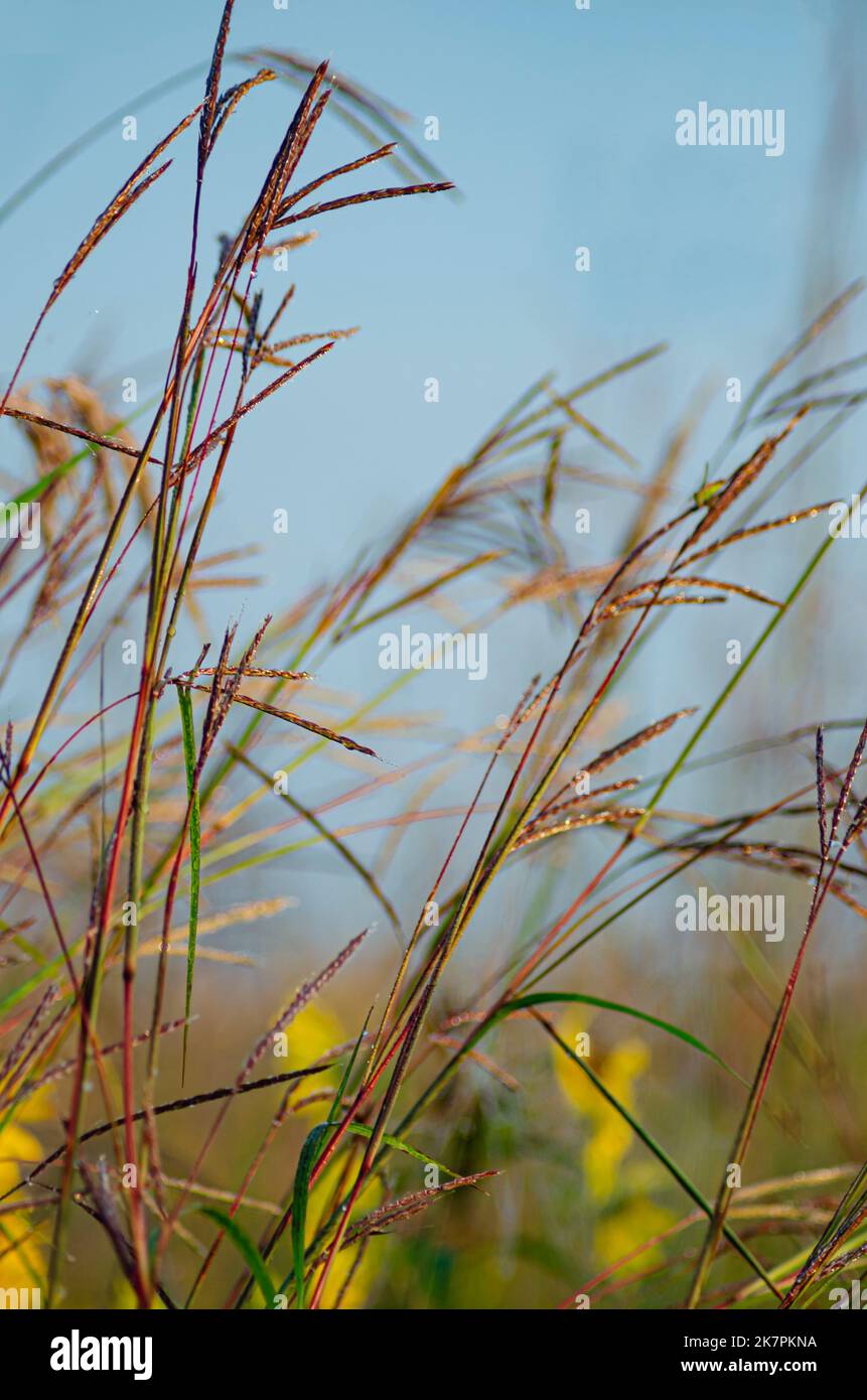 Big Bluestem Grass grows in profusion on the prairie with yellow ...