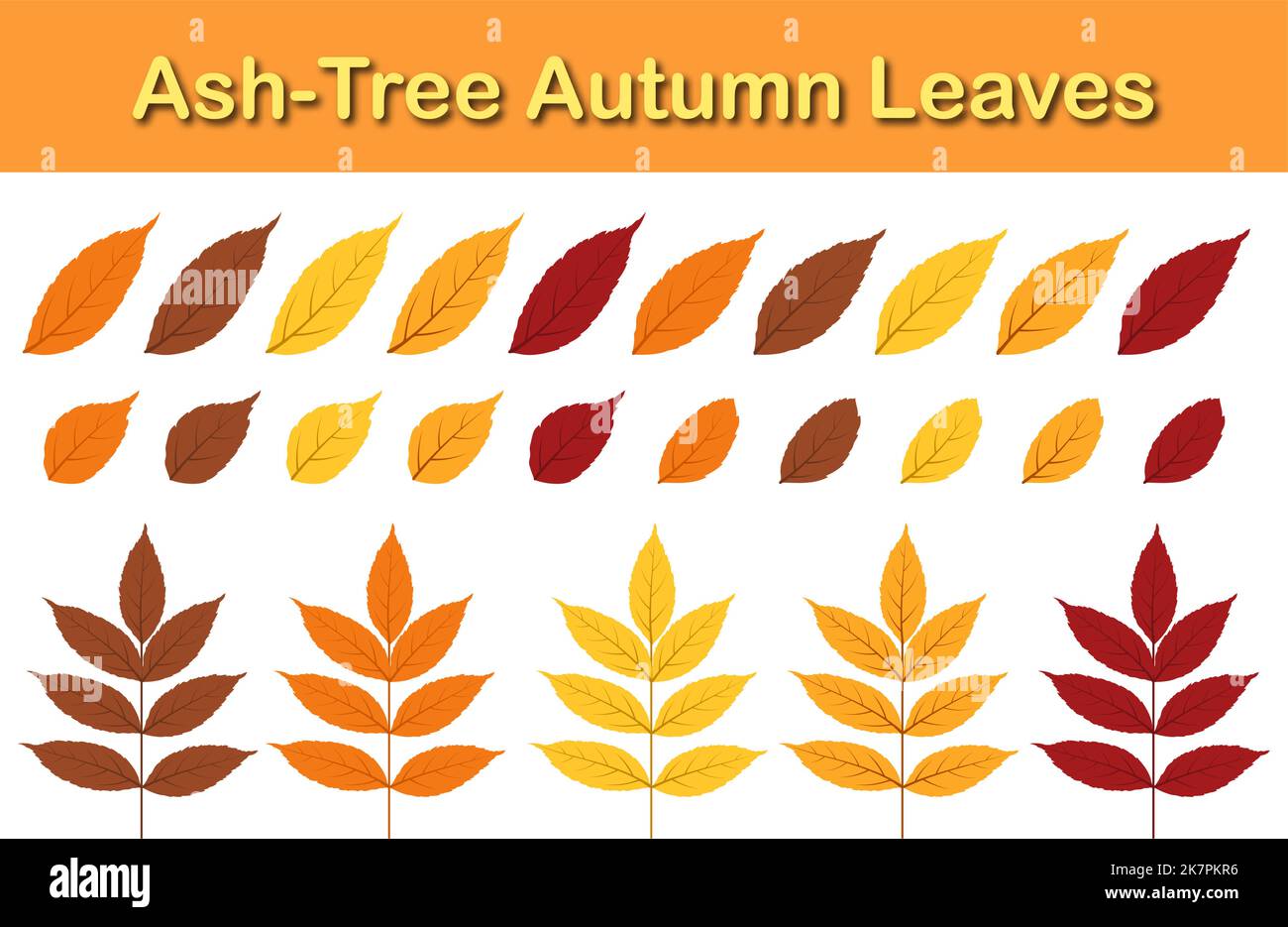 Autumn ash-tree leaf set. Autumn leaves fall. Vector illustration Stock ...