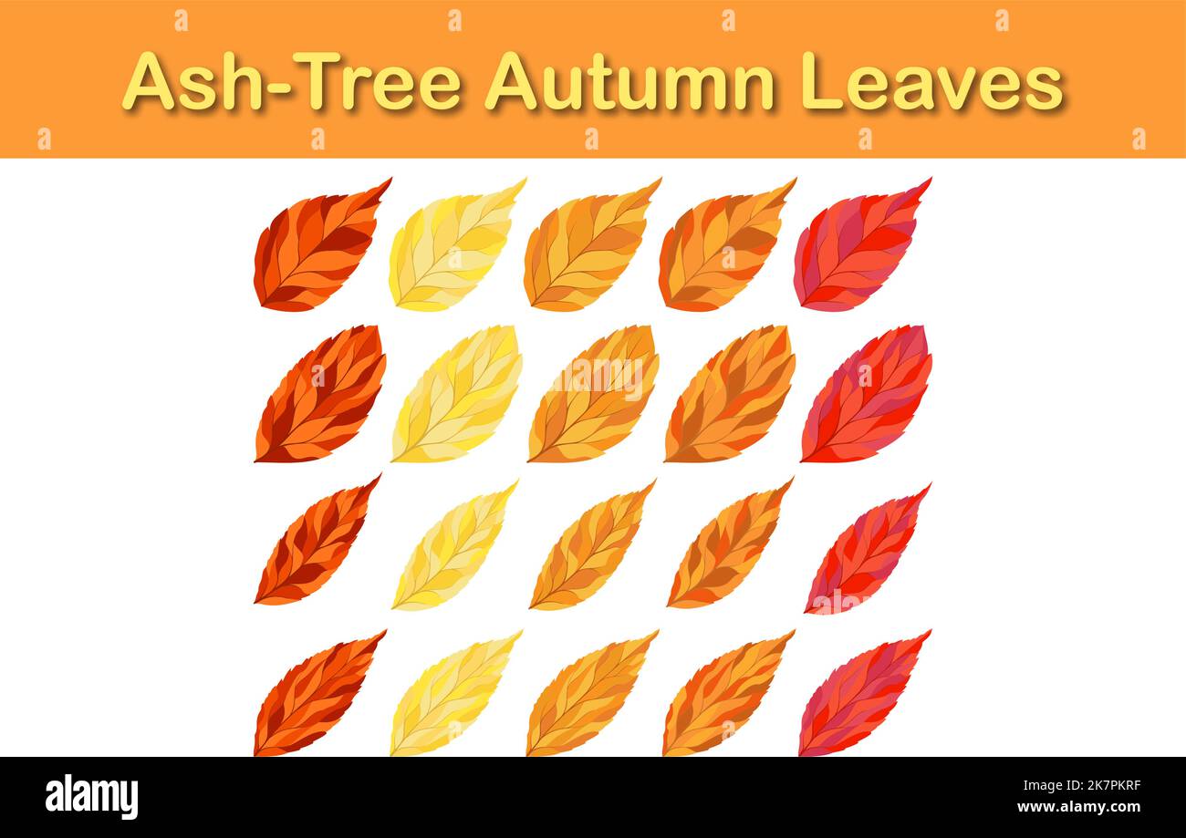 Autumn ash-tree leaf set. Autumn leaves fall. Vector illustration Stock ...