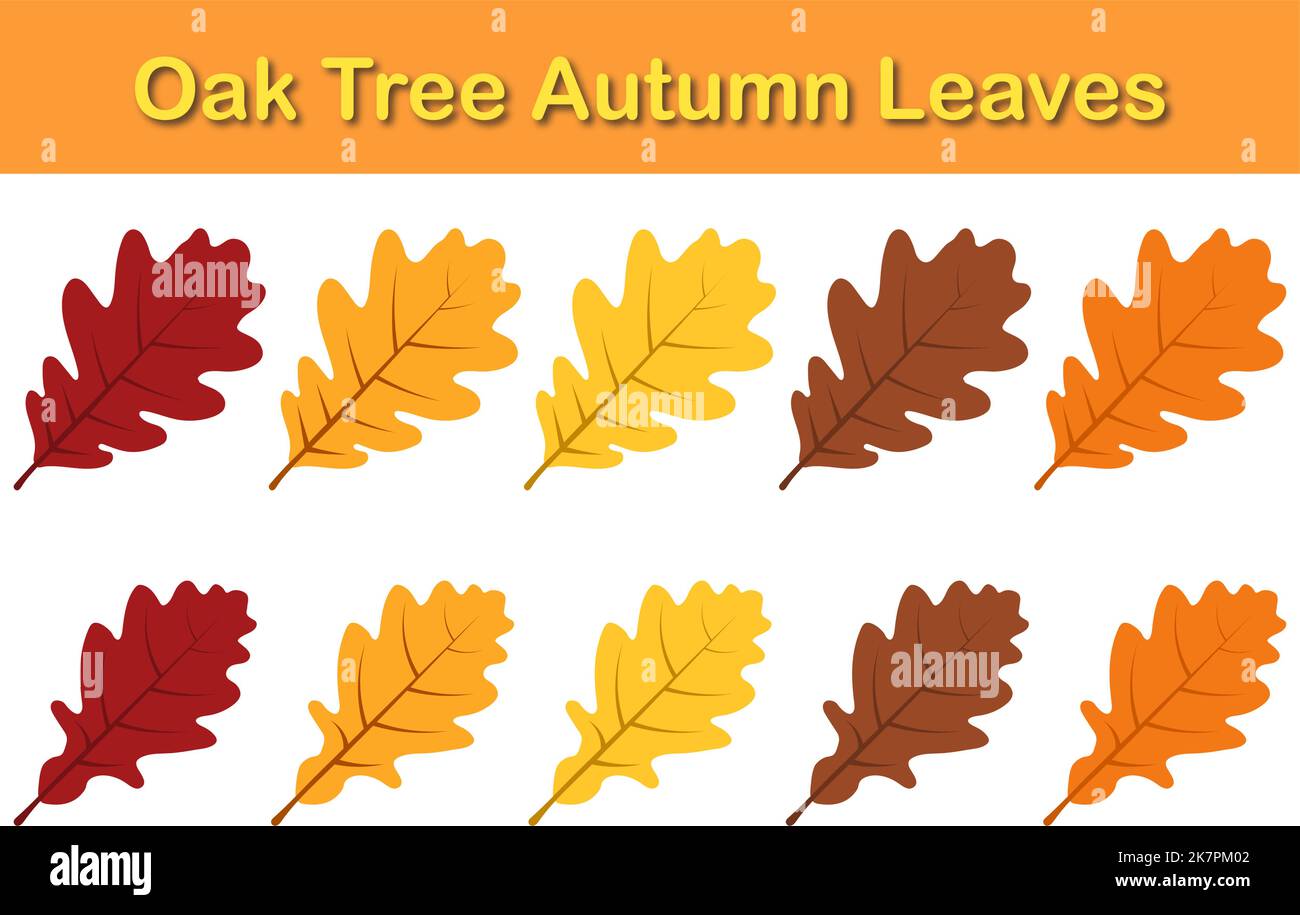 Oak Tree Leaf Vector
