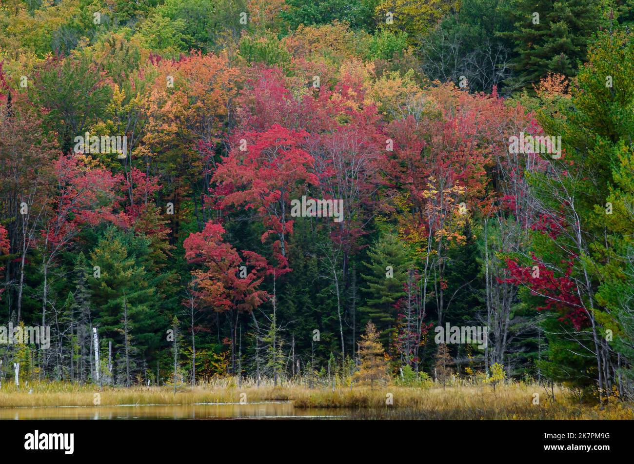 Autumn comes on as Maples turn on the shores of Council Lake in the ...