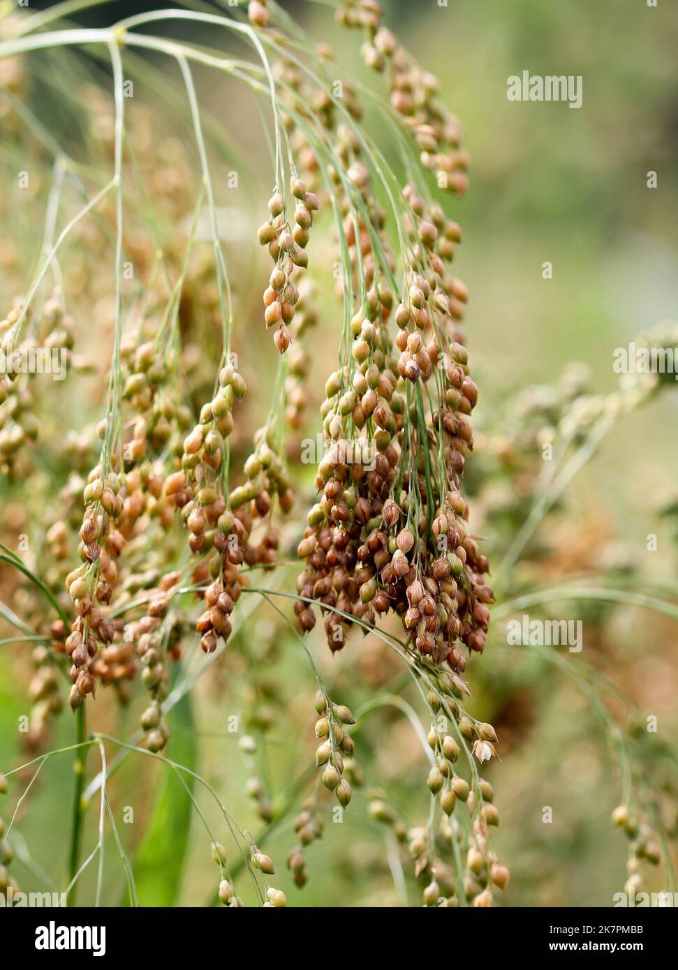 Golden millet growing in the field - Macro Stock Photo - Alamy