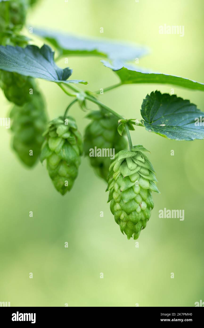 Hop cones on the hop plantation for beer production Stock Photo - Alamy