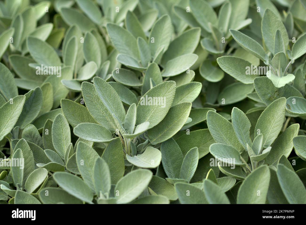 Spice plant: sage, (salvia officinalis), in vegetable garden Stock ...