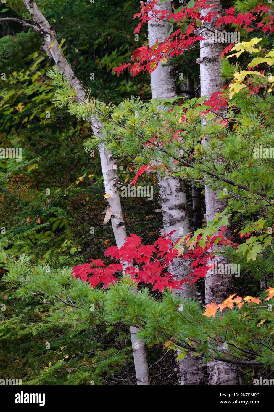 Maple and pine tree branches cover Birch trunks in the Forest, Council ...