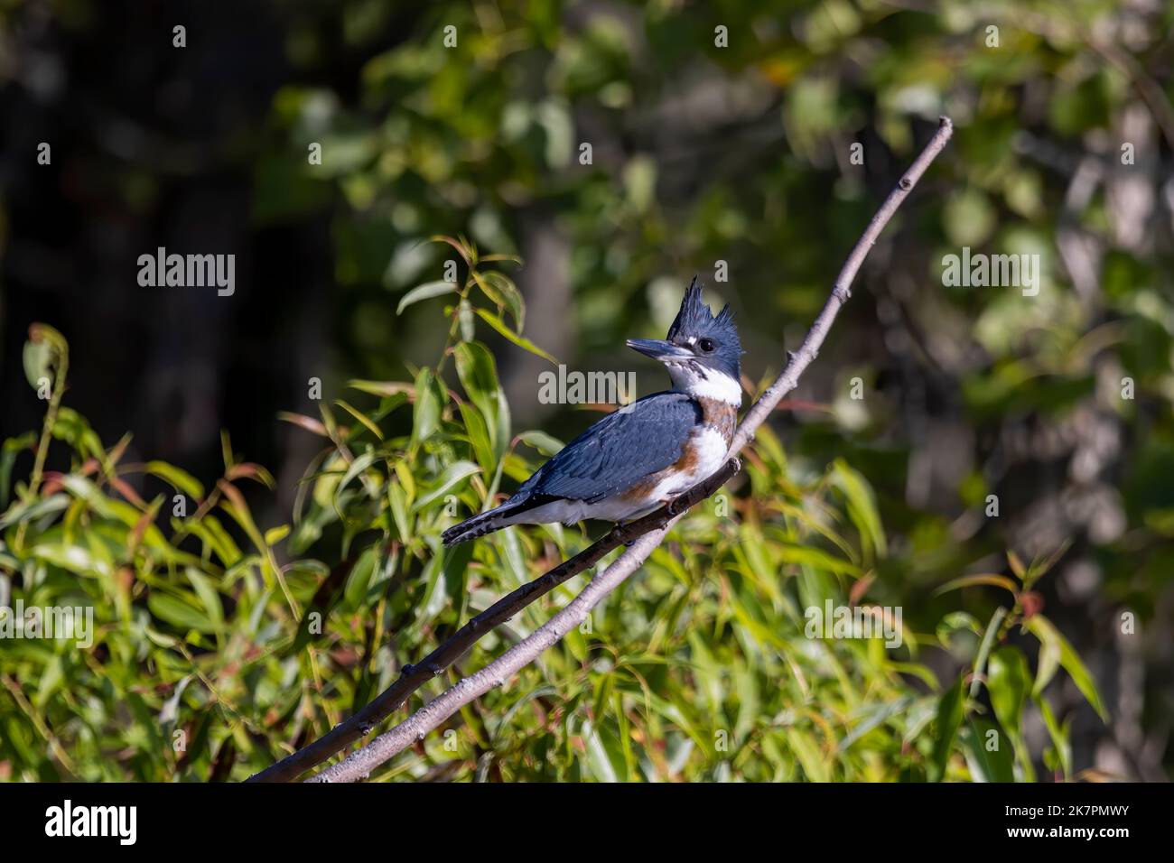 Belted Kingfisher (Megaceryle alcyon) in Wisconsin state park. Belted ...