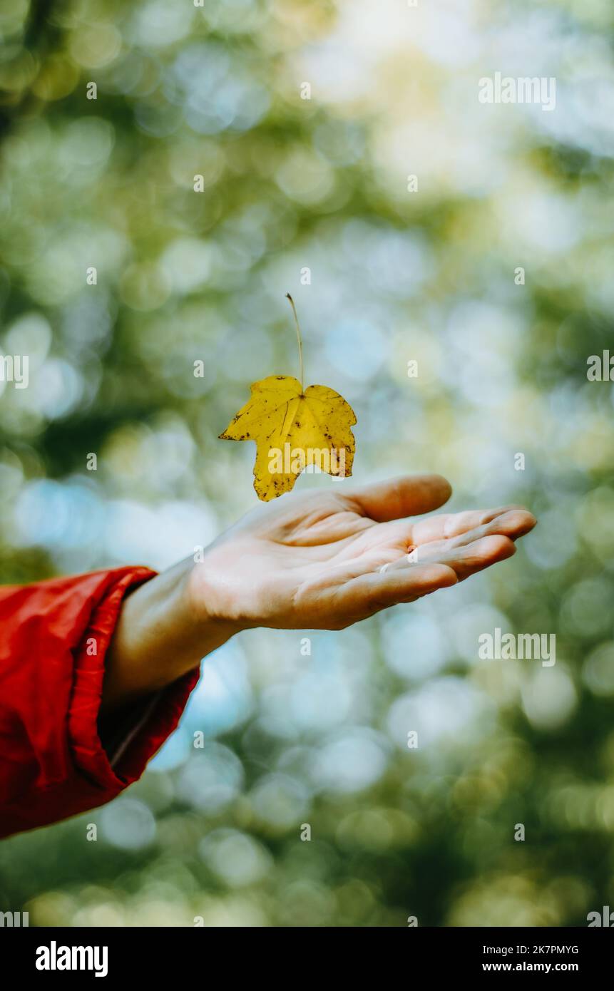 Leaf with bokeh background hi-res stock photography and images - Alamy