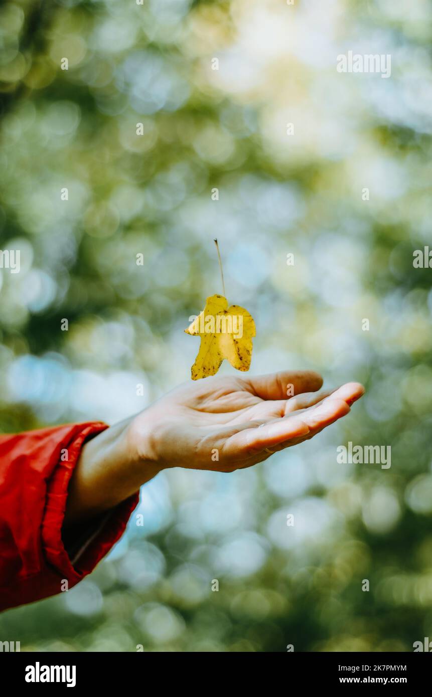 Hand catching leaf hi-res stock photography and images - Alamy