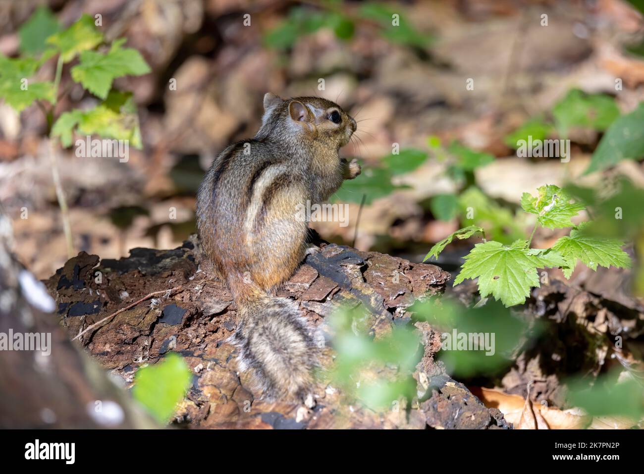 The eastern chipmunk (Tamias striatus) in the park Stock Photo - Alamy