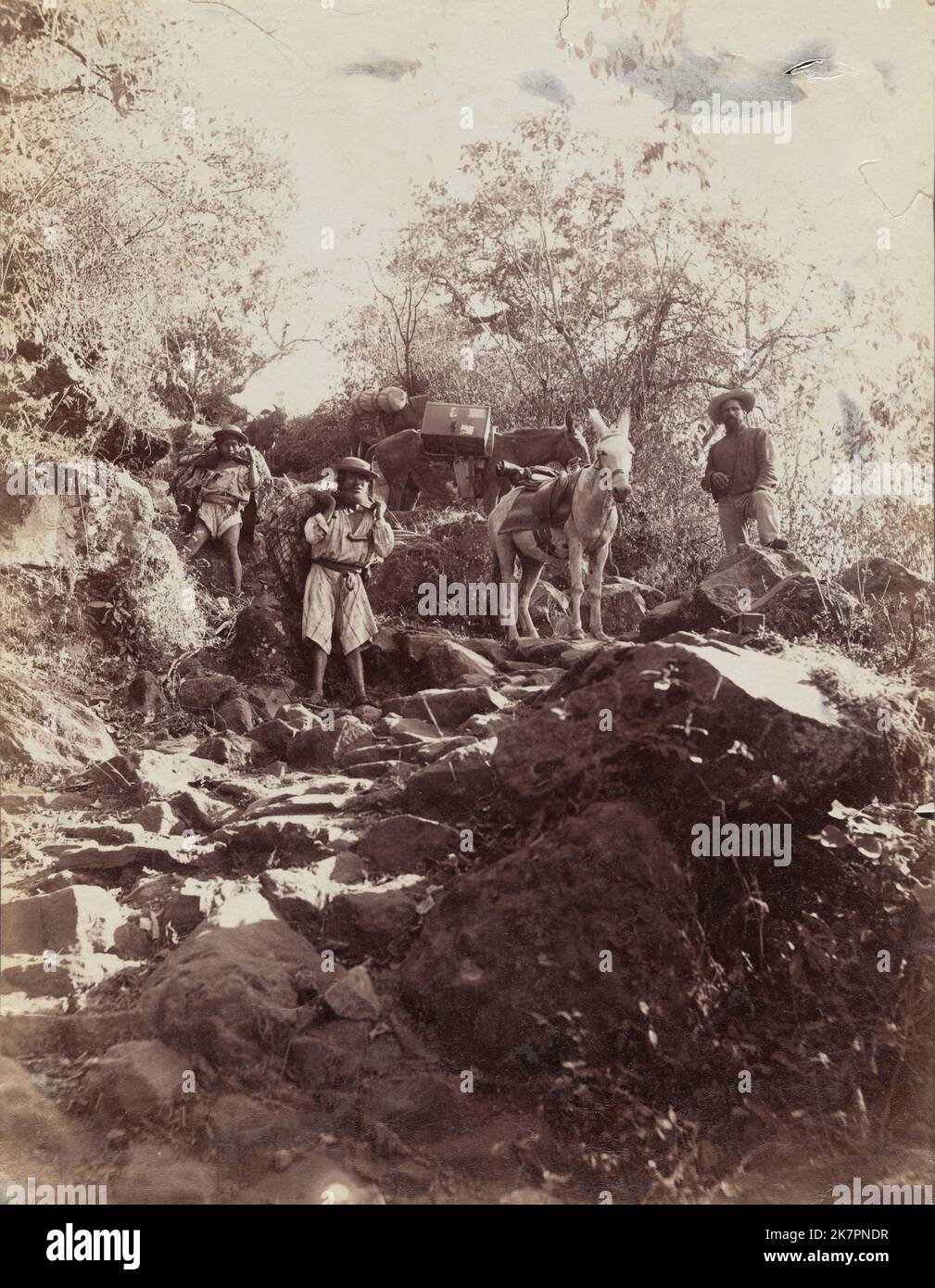 Black and white photograph (ca. 1880-1899) of people and mules on a ...