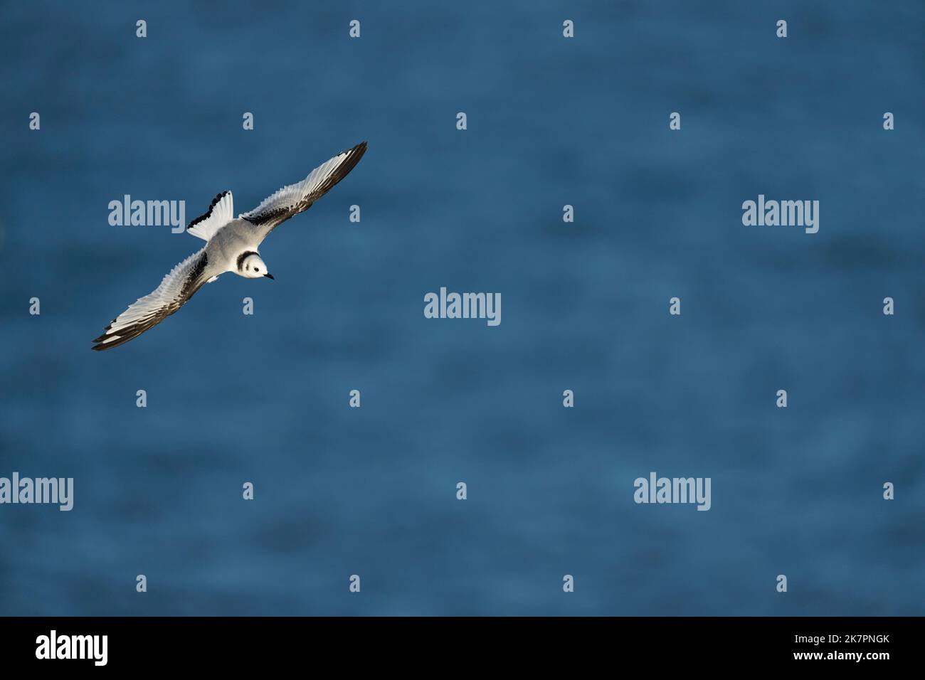 Kittiwake Rissa tridactyla, a juvenile bird revealing upper wing and ...