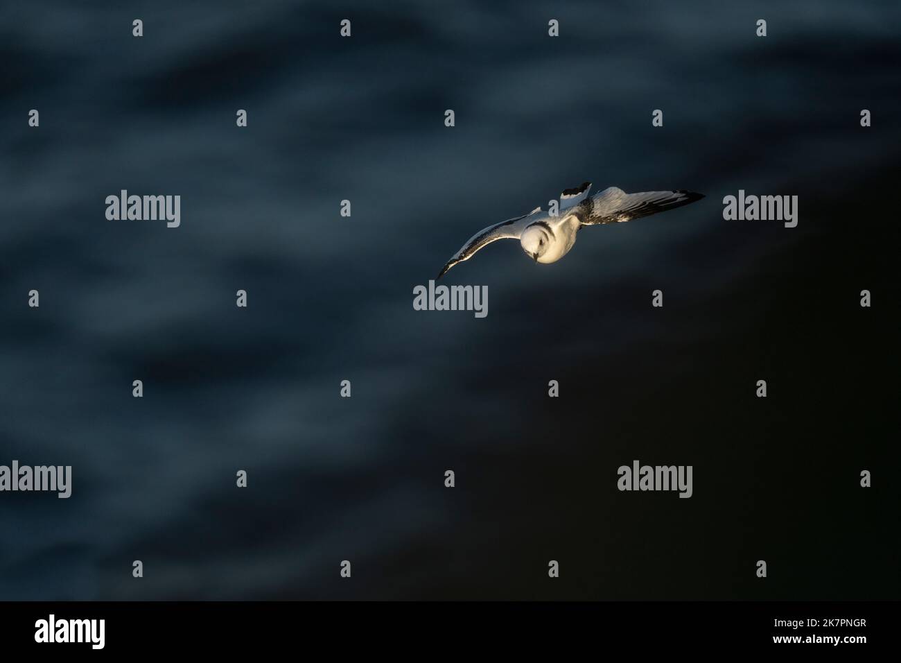 Kittiwake Rissa tridactyla, a juvenile bird revealing upper wing and ...