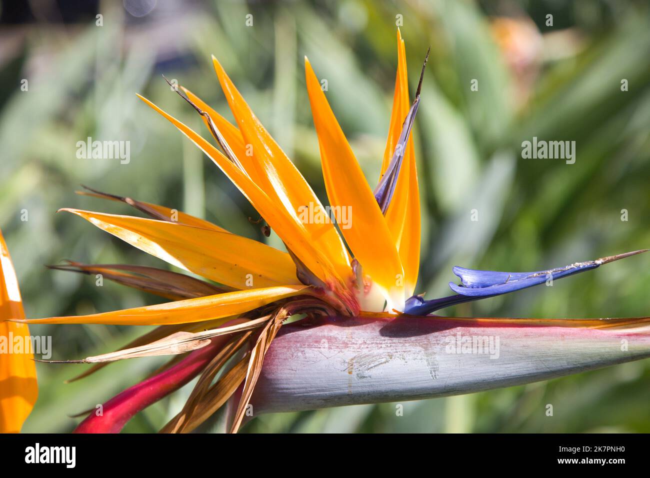 Portugal, Azores, Sao Miguel Island, Ponta Delgada, bird of paradise ...