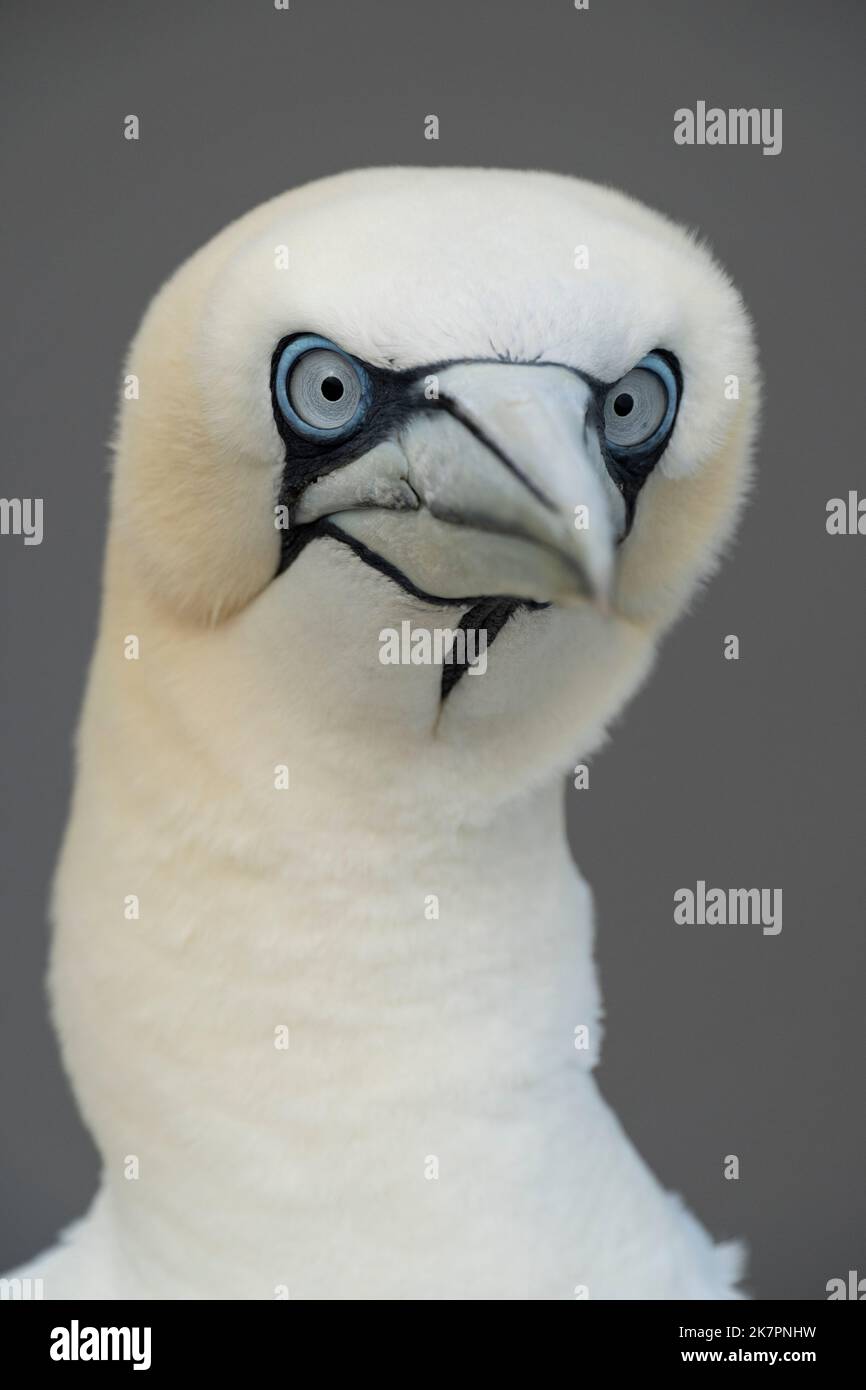 Northern Gannet Morus bassanus,a portrait of an adult bird looking over ...
