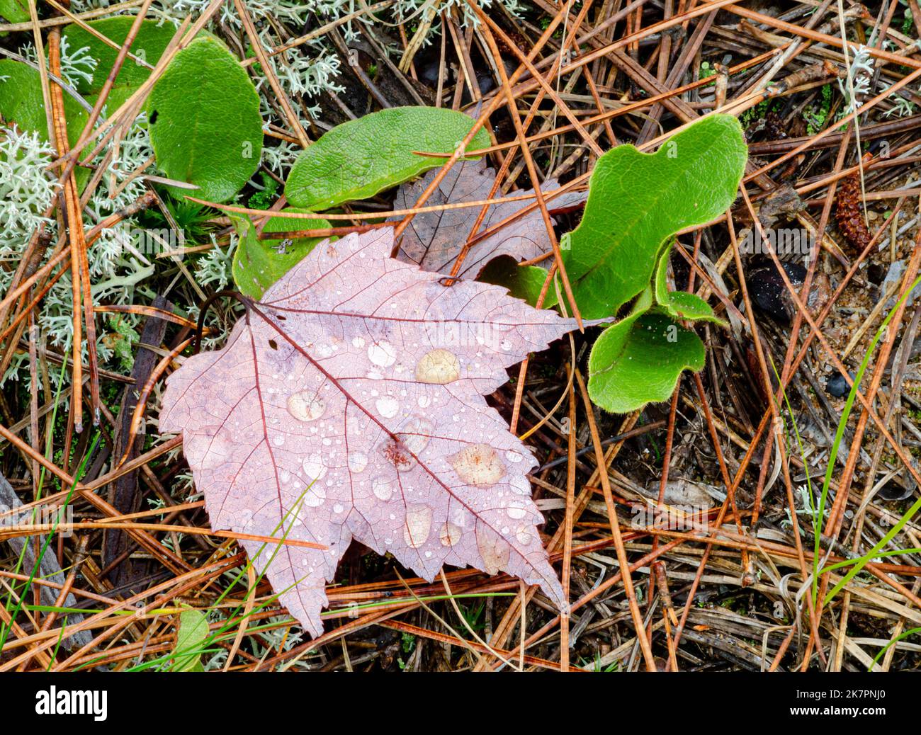 Hiwatha national forest hi-res stock photography and images - Alamy