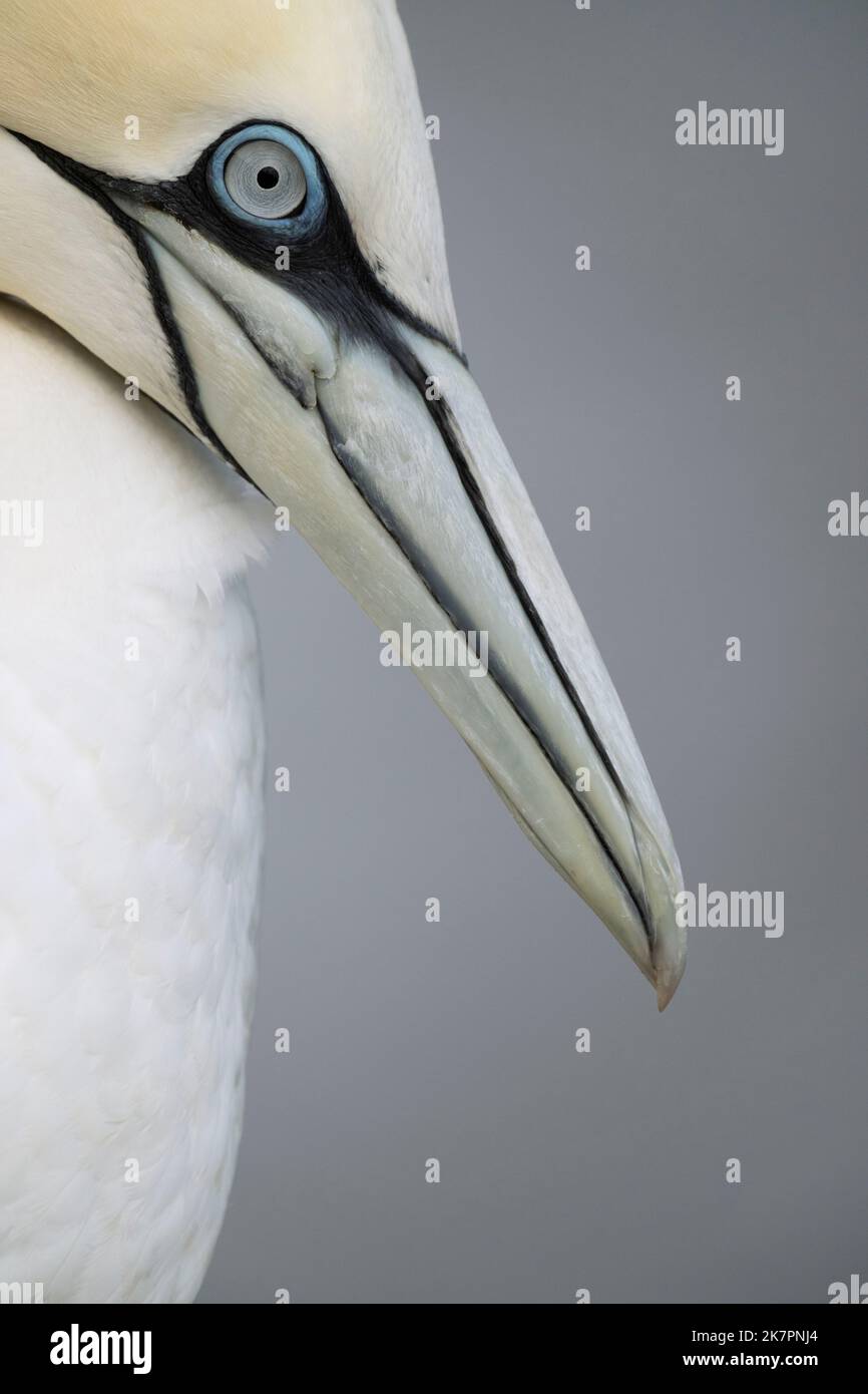 Northern Gannet Morus bassanus,a portrait of an adult bird looking over ...
