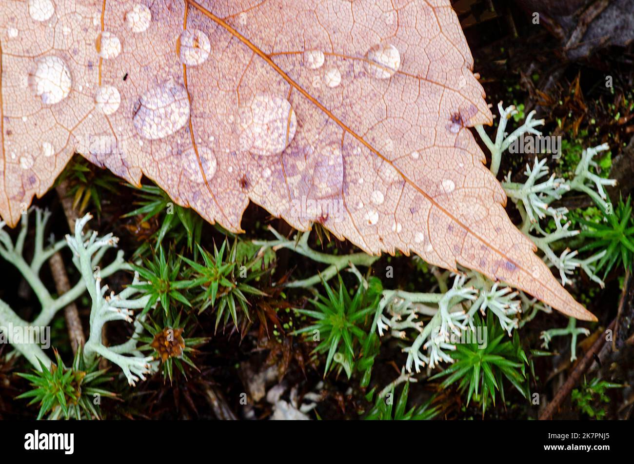 Hiwatha national forest hi-res stock photography and images - Alamy