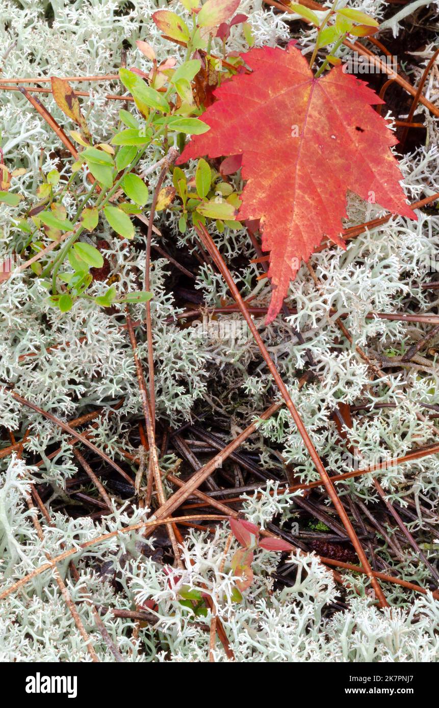 Hiwatha national forest hi-res stock photography and images - Alamy
