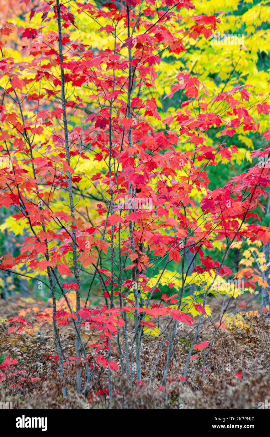 Maple saplings change to red and yellow in amongst pines in a forest ...
