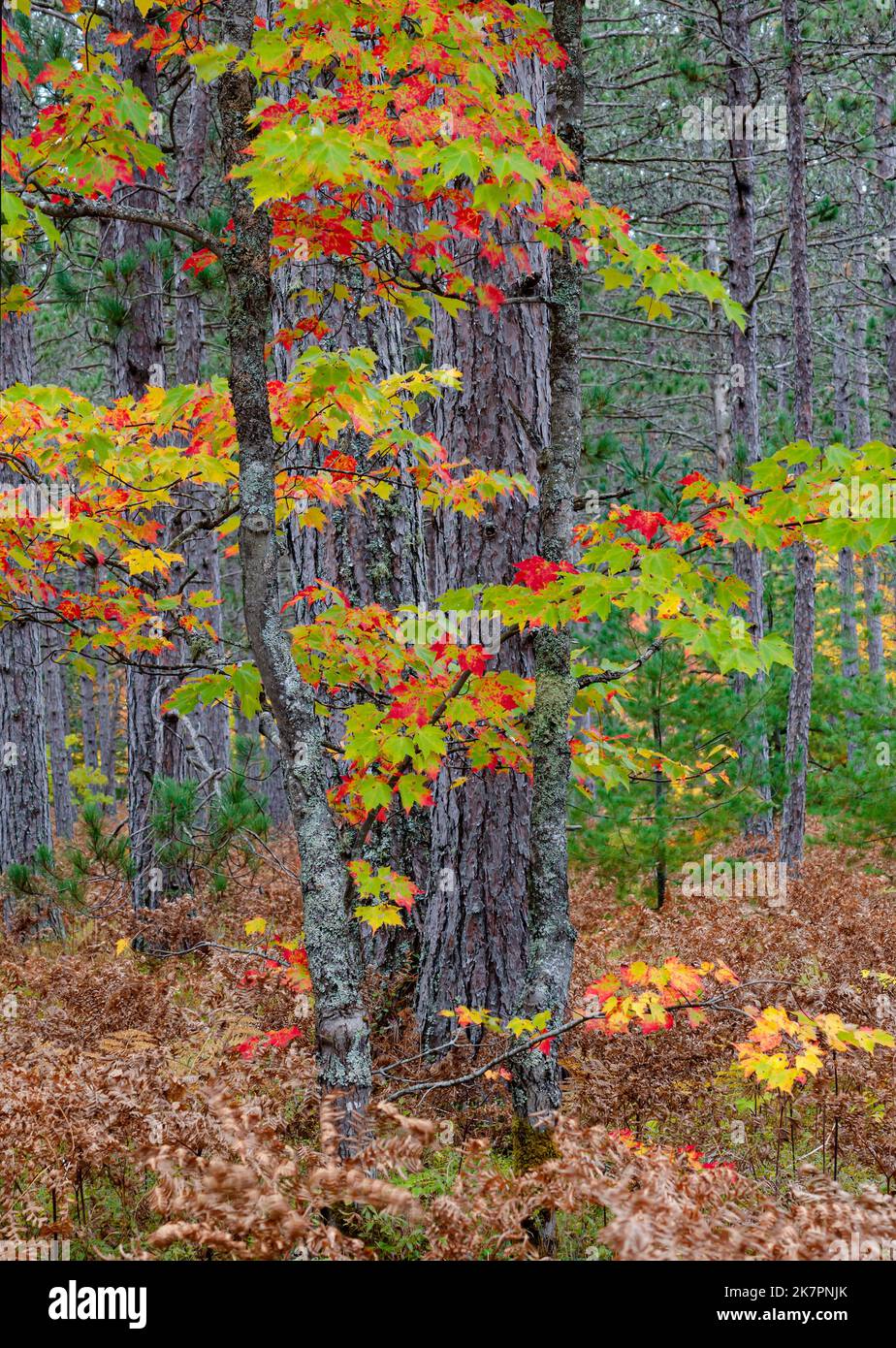 Maple saplings grow in amongst pine trees in a plantation forest in the ...