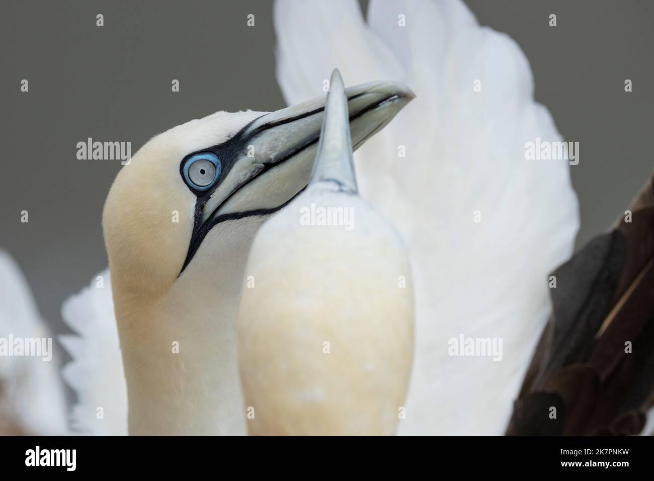 Northern Gannet Morus bassanus, two adult birds pair bonding touching ...