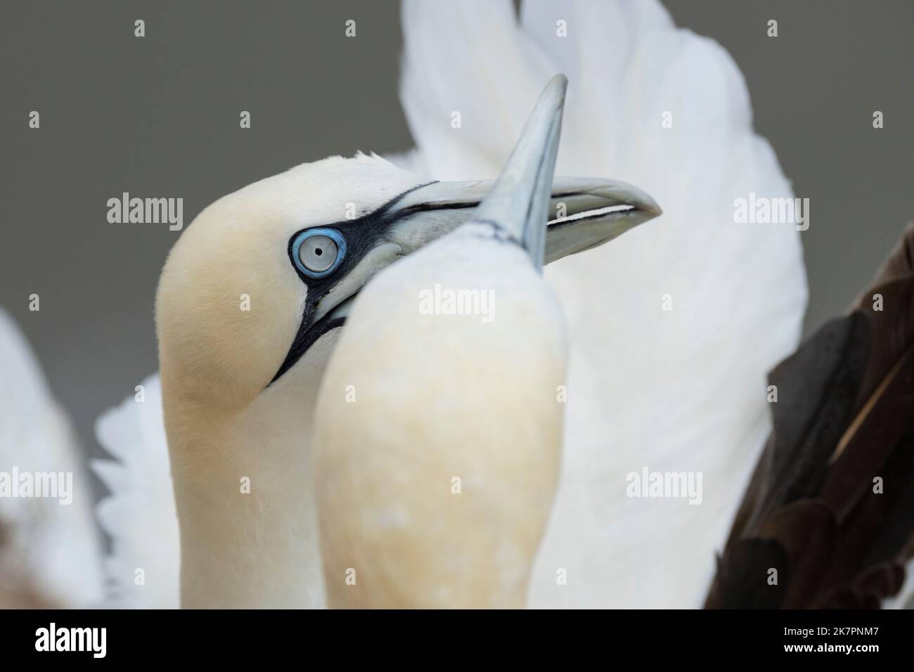Northern Gannet Morus bassanus, two adult birds pair bonding touching ...