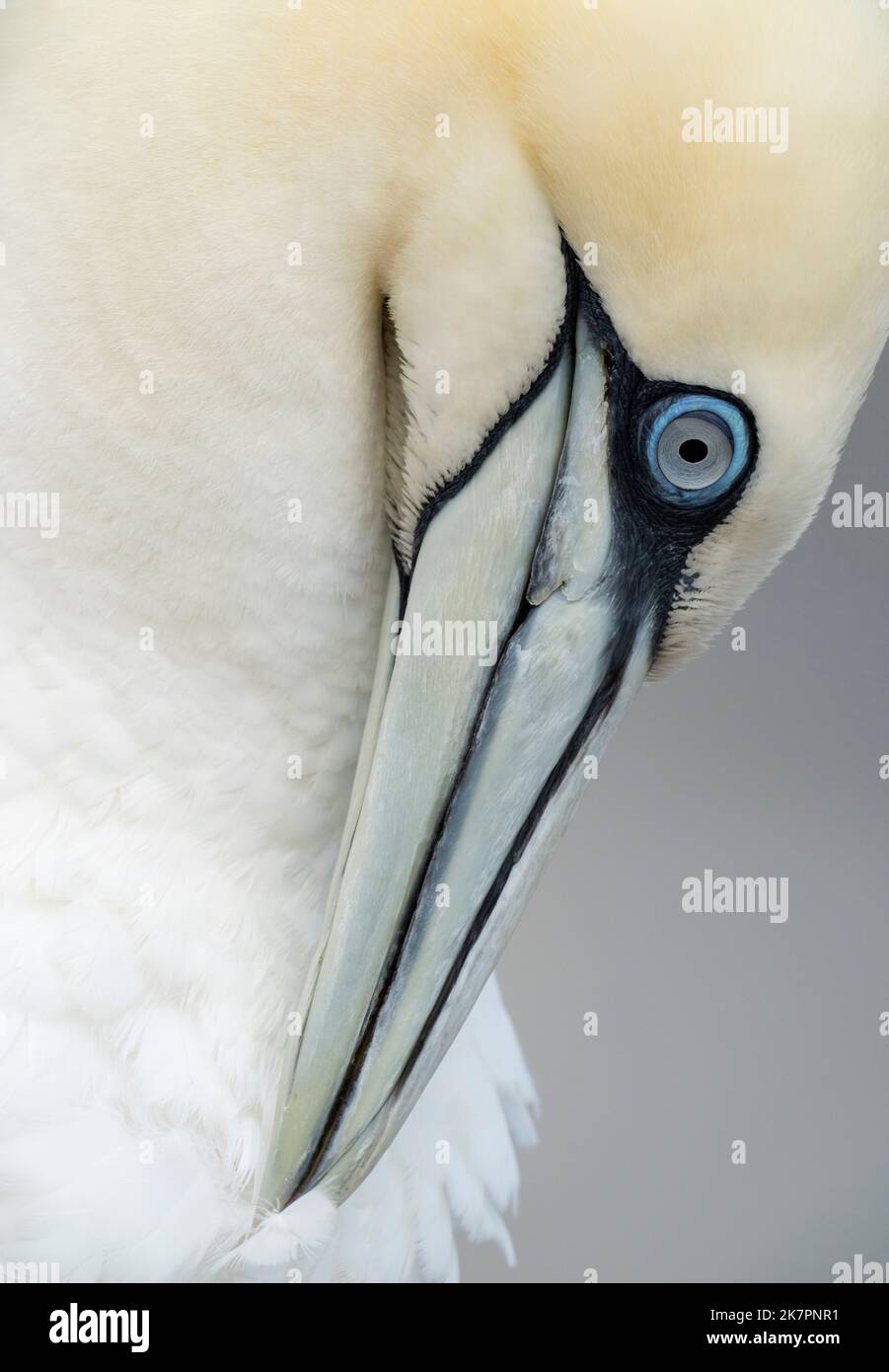 Northern Gannet Morus bassanus, a portrait of an adult plumaged bird ...