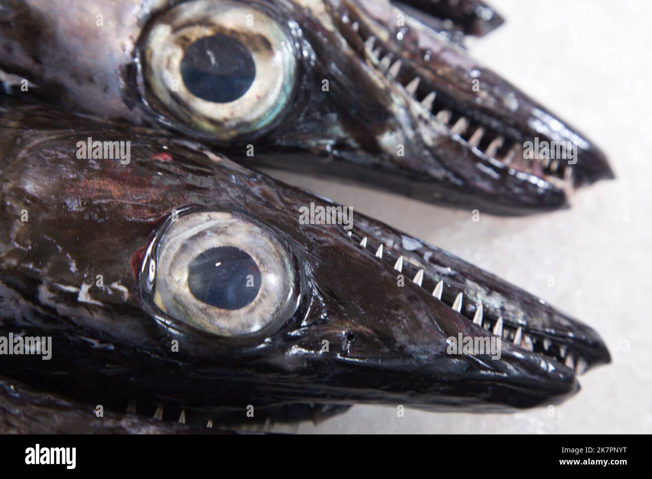 Portugal, Madeira, Funchal, market, black scabbardfish, aphanopus carbo ...