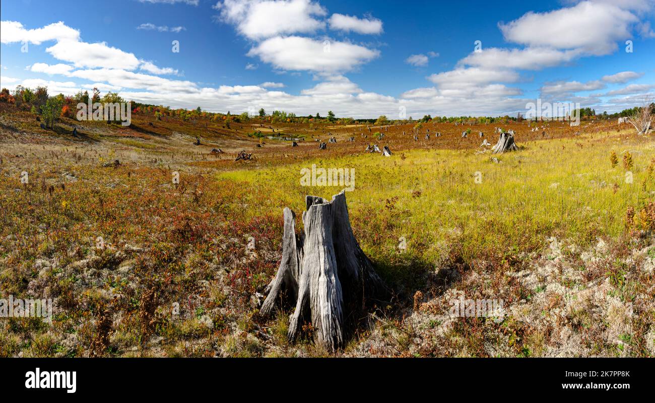 Kingston Plains in the Lake Superior State Forest in Michigan's Upper ...