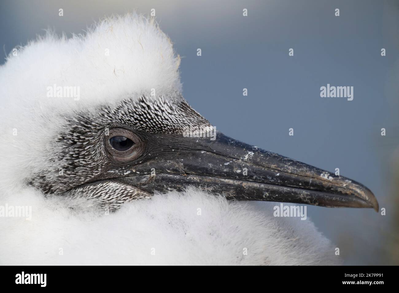 Feathers blowing in wind hi-res stock photography and images - Alamy